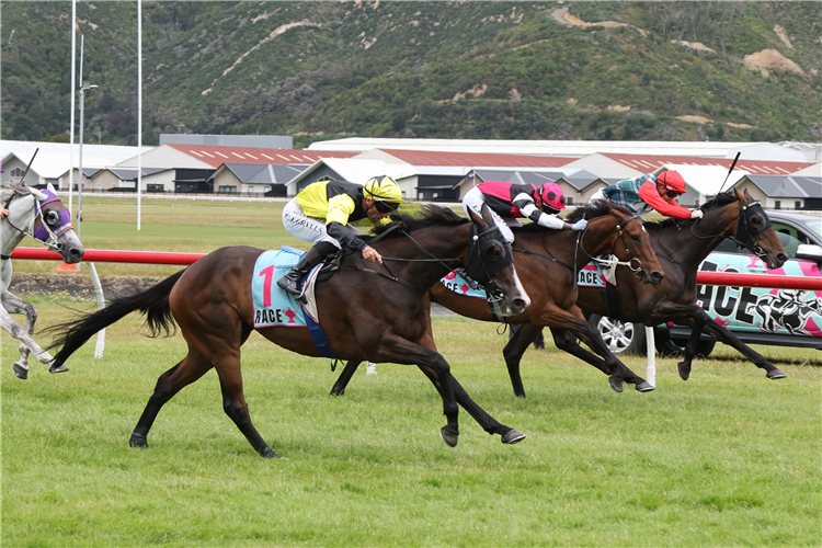 Wellington Cup Looms For One Bold Cat | Racing and Sports