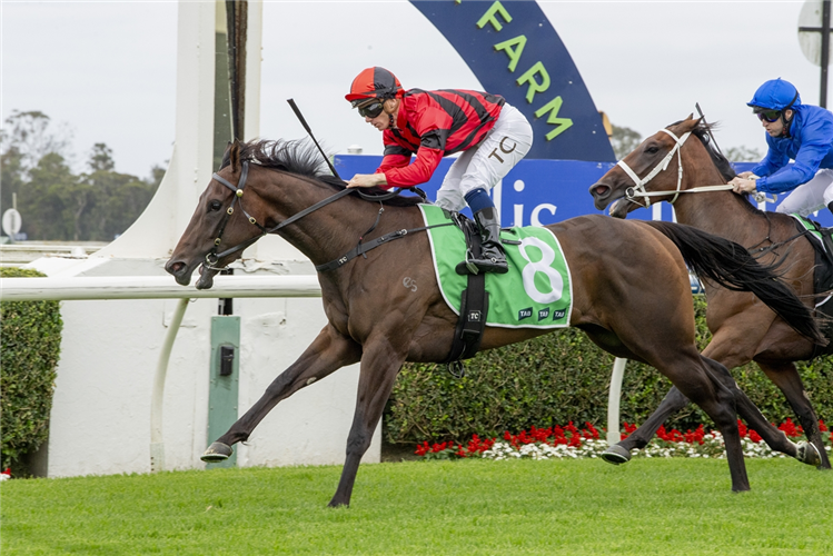 Oz Princess Thoroughbred Horse Profile - Next Race, Form, Stats, News ...