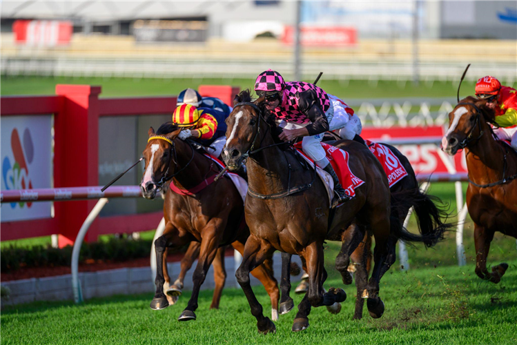 Rothfire Wins Group 1 Ladbrokes Doomben 10,000 At Doomben: Post Race ...