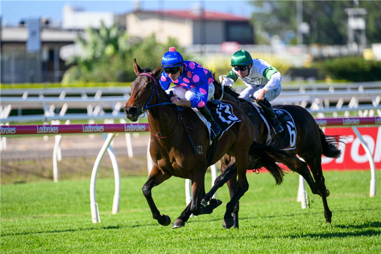 Voynichese Thoroughbred Horse Profile - Next Race, Form, Stats, News ...