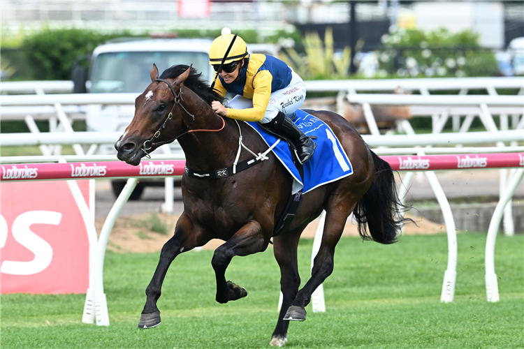 Warwoven Firms After Magic Millions Draw | Racing and Sports