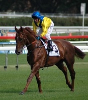 Danny Nikolic Interview | Racing and Sports