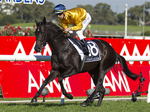 Silent Achiever Out Of Cup | Racing and Sports