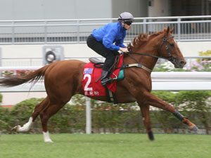 Criterion Feeds Hayes’S Passion For International Travel | Racing and ...
