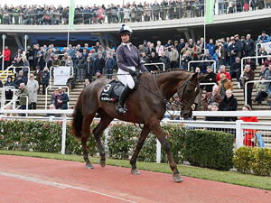 Cheltenham Gold Cup Hero And Jumps Legend Denman Dies Aged 18 | Racing ...