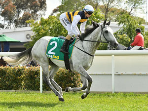 Australian Cup And Bmw Targets For Grey Lion | Racing and Sports
