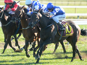 Queensland Option For Indian Maid | Racing and Sports