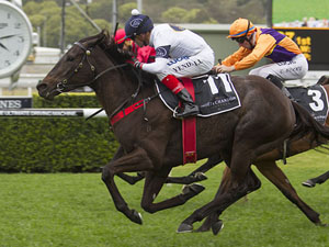 Slow And Steady Approach With Yankee Rose | Racing and Sports