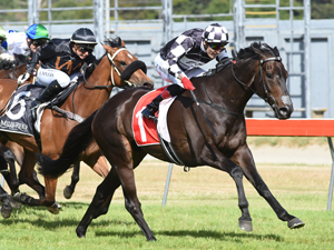 Wellington Centre Of Sharrock’S Attention | Racing and Sports