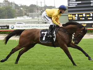 Ugo Foscolo To Resume In Nz | Racing and Sports