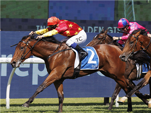 Warwick Farm Selections, Trial Watch And Blackbook Reports - February ...