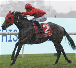 Horse Racing | Racing News | Sports News | Racing and Sports