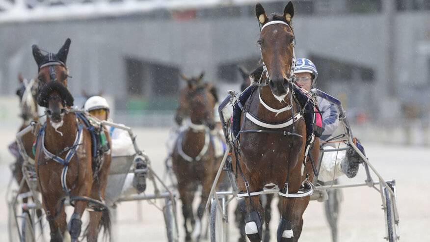 Alexandra Park Harness Picks - Wednesday, 12 June | Racing and Sports