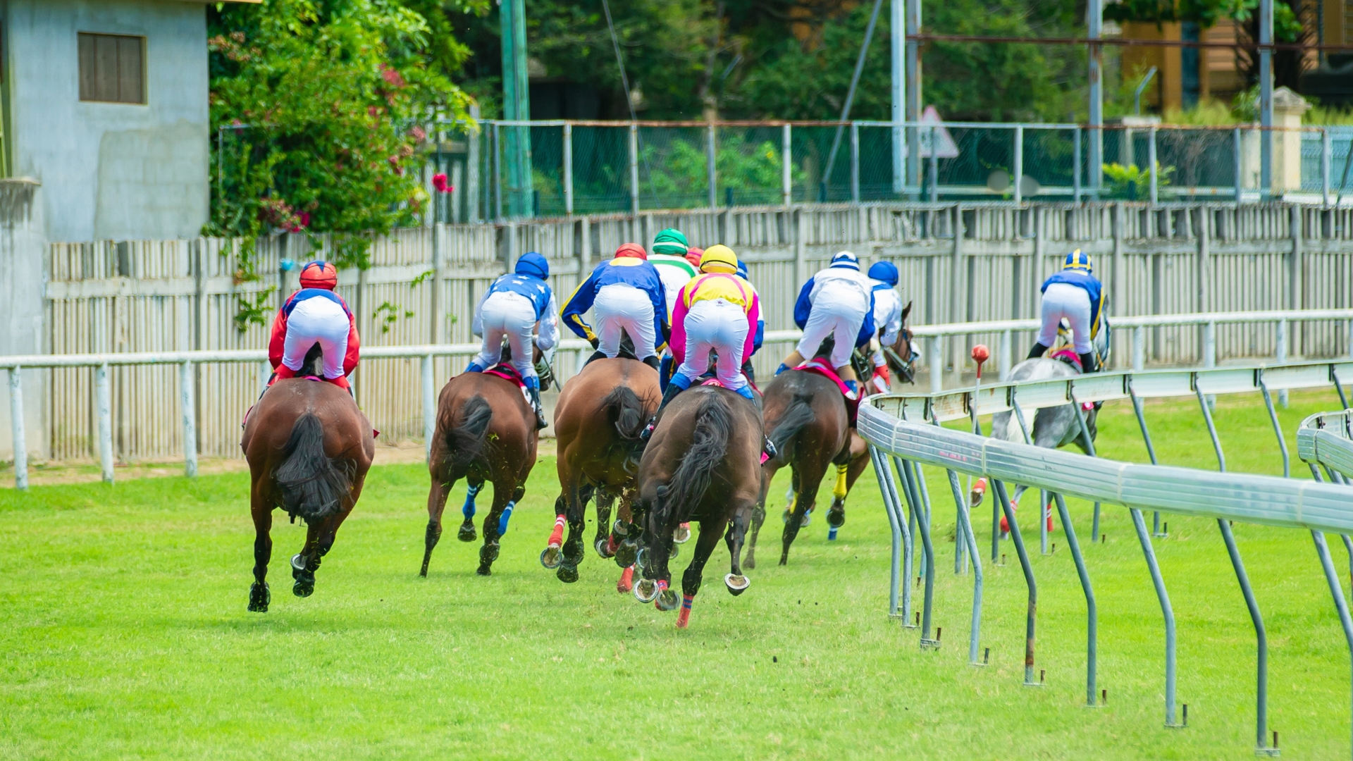 Race Day Insights: Favourites & Quartets | Racing and Sports