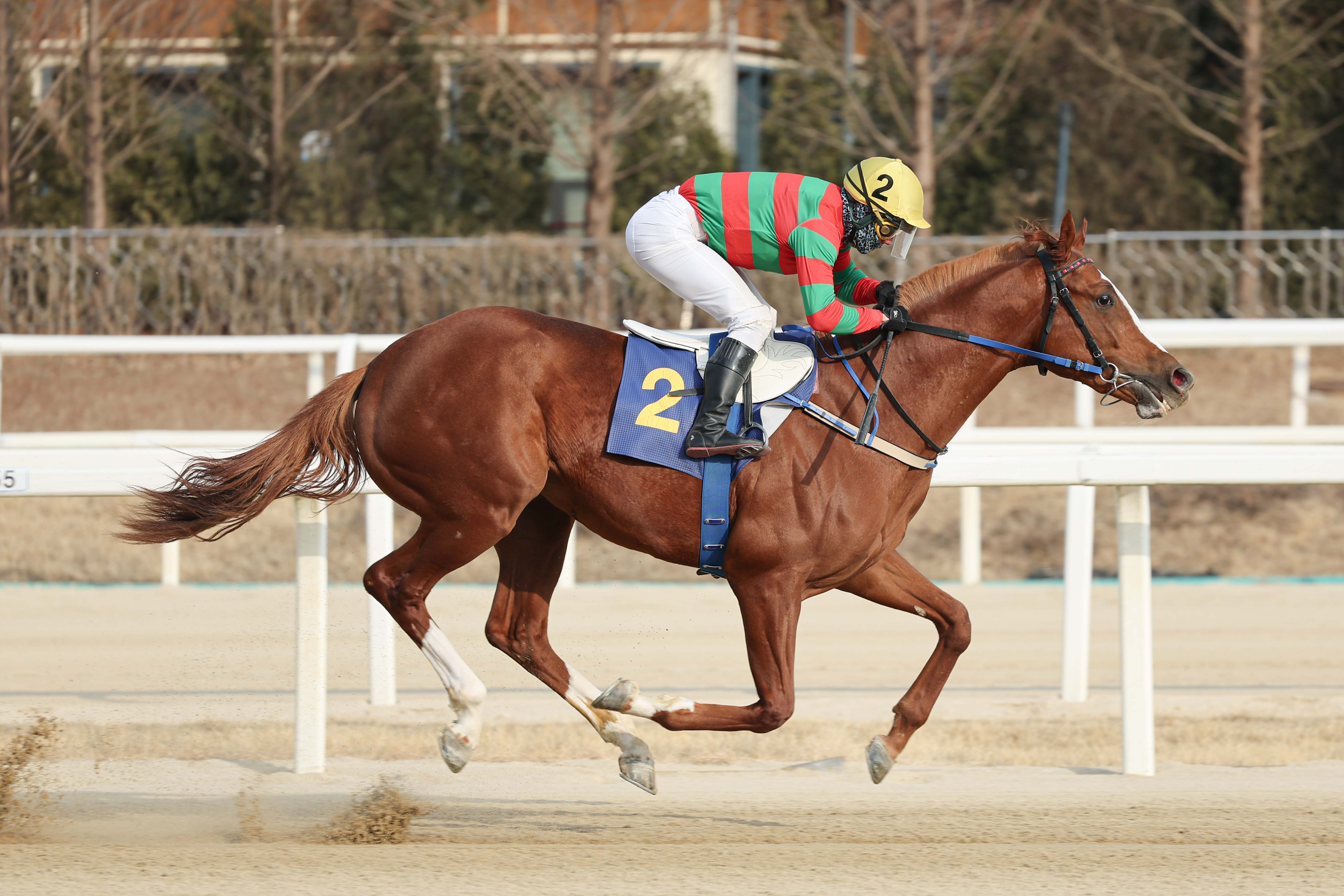 Cc Wong Scores Again As Chan Famous, Oasis Blue Claim Classic Trials ...