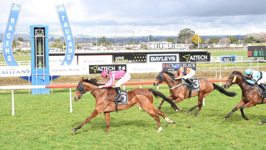 Tauranga Picks - Sunday, 26 January | Sky Racing World | Sky Racing World