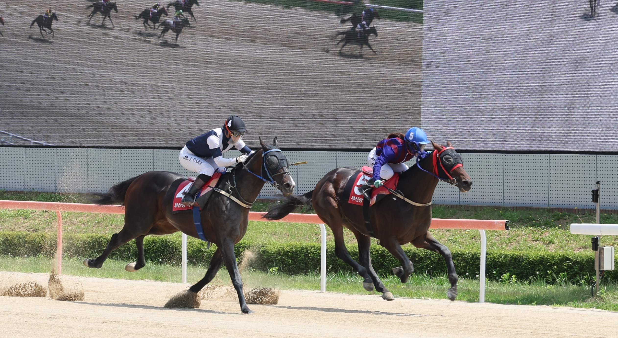 Global Hit Edges Out Speed Young In Busan Homecoming | Sky Racing World ...