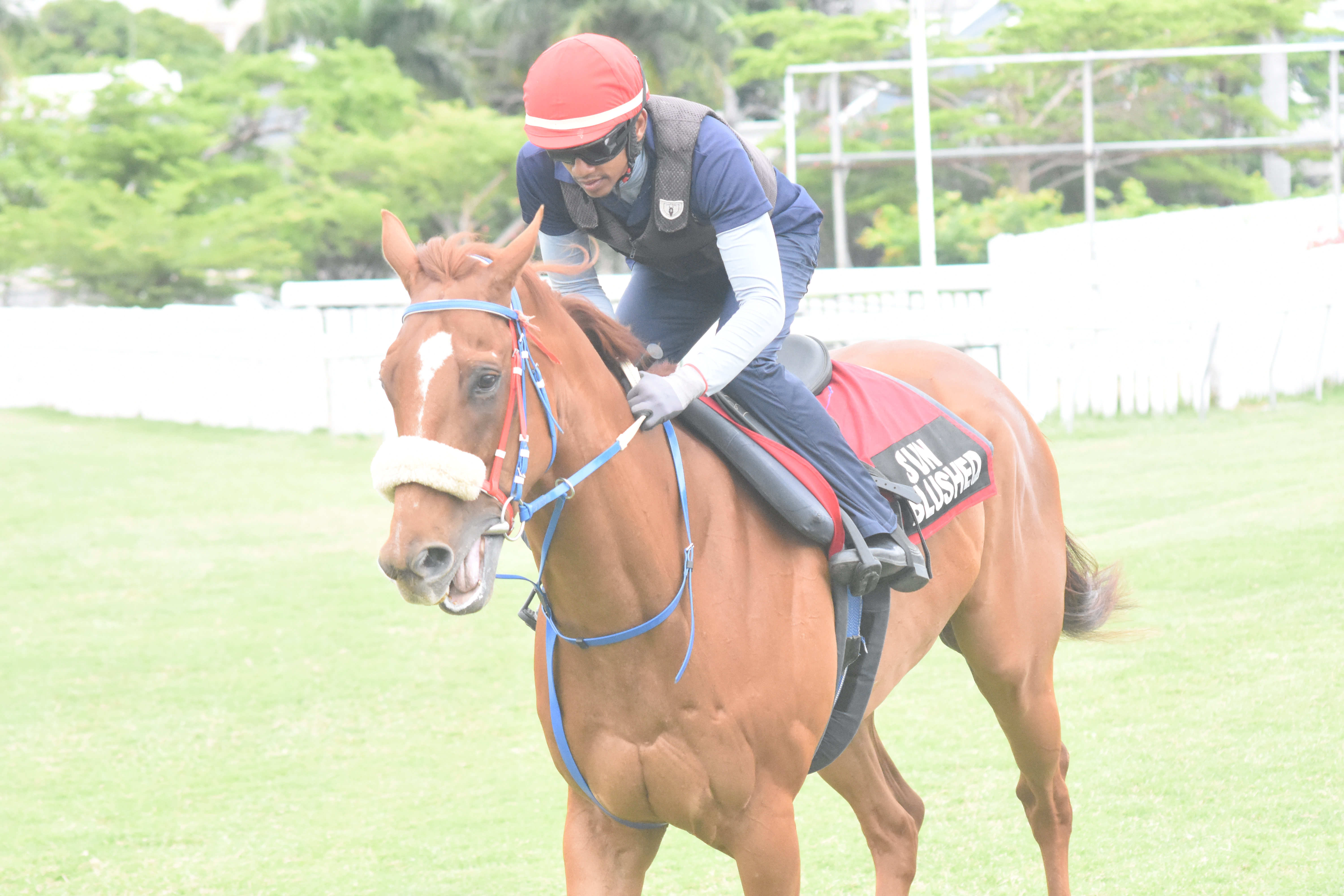 Horse Racing | Racing News | Betting | Mauritius Turf Club