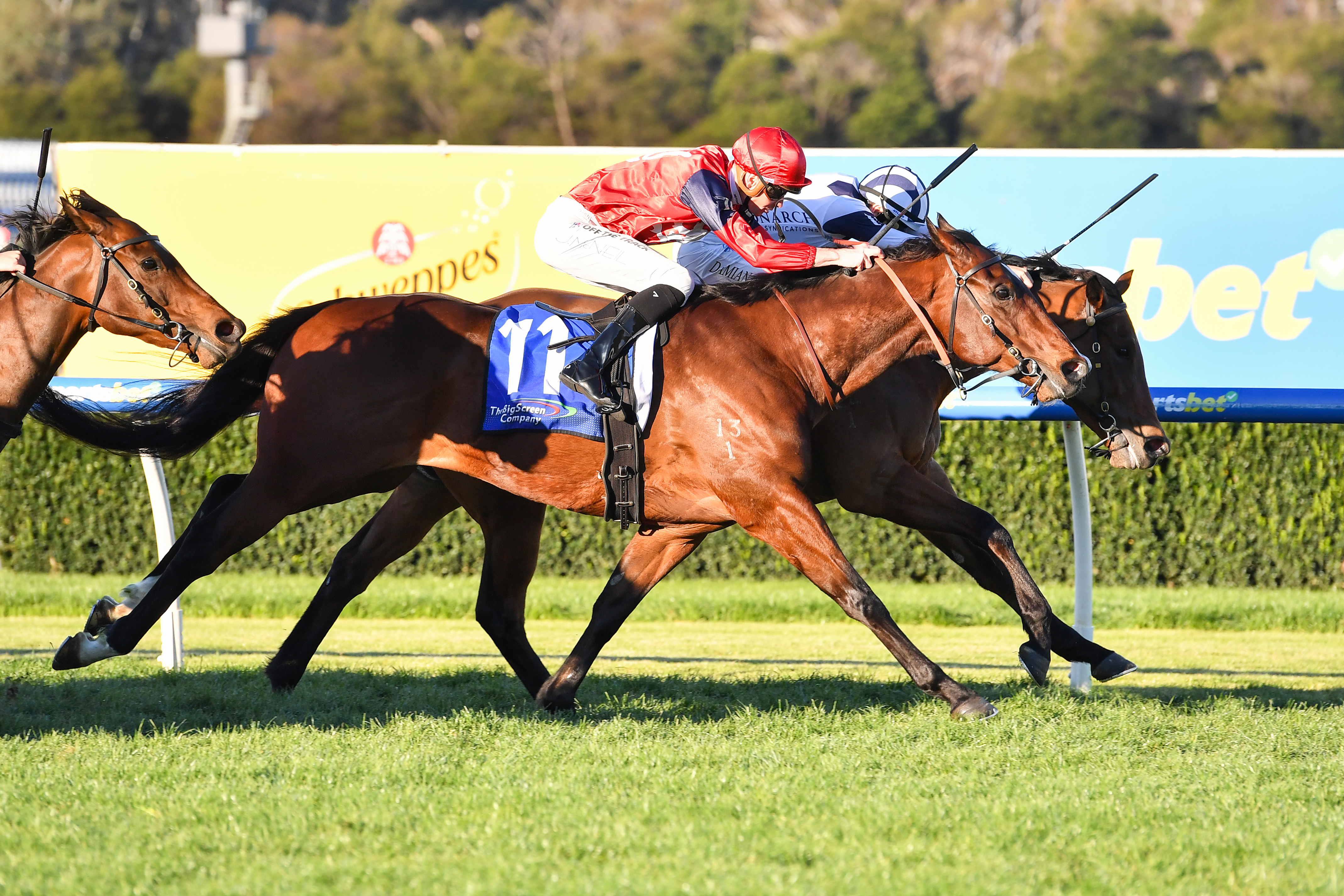 Zahra Considering Maiden Wyong Trip | Racing and Sports