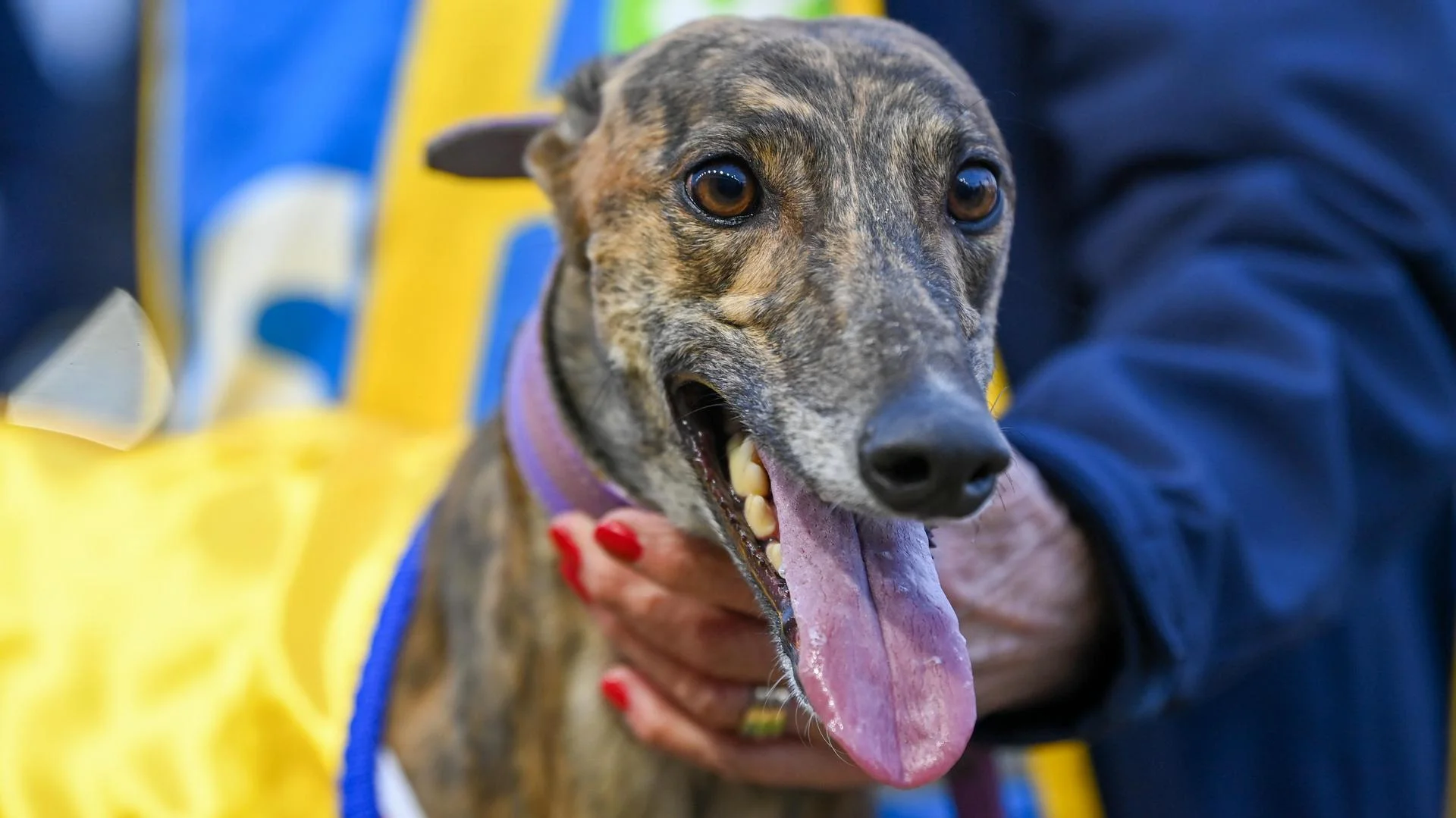 Miss Envy Returns To Victoria In Maidment | Racing and Sports